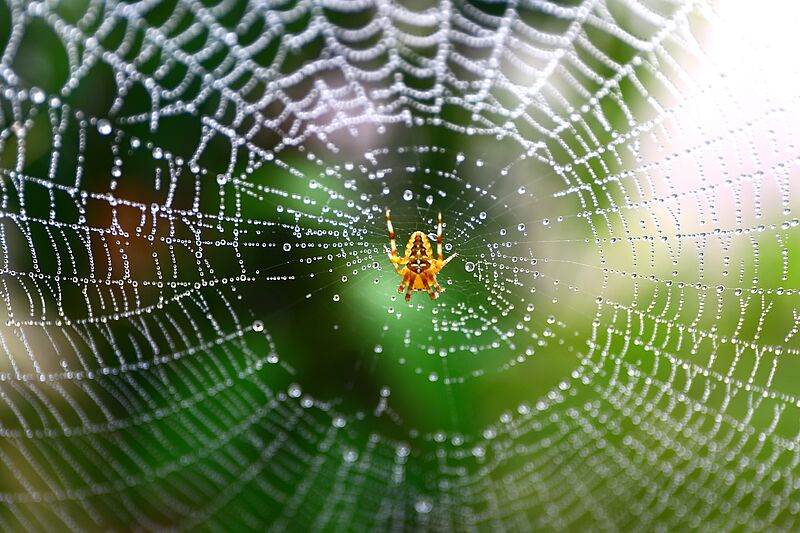 Erstmals eingesetzt: Putek-Spider-Material macht Sicherheitsstiefel ...